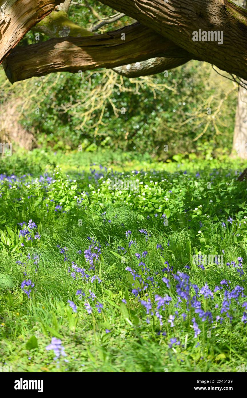 Beautiful blue spring flowers of English Bluebells, Hyacinthoides non ...