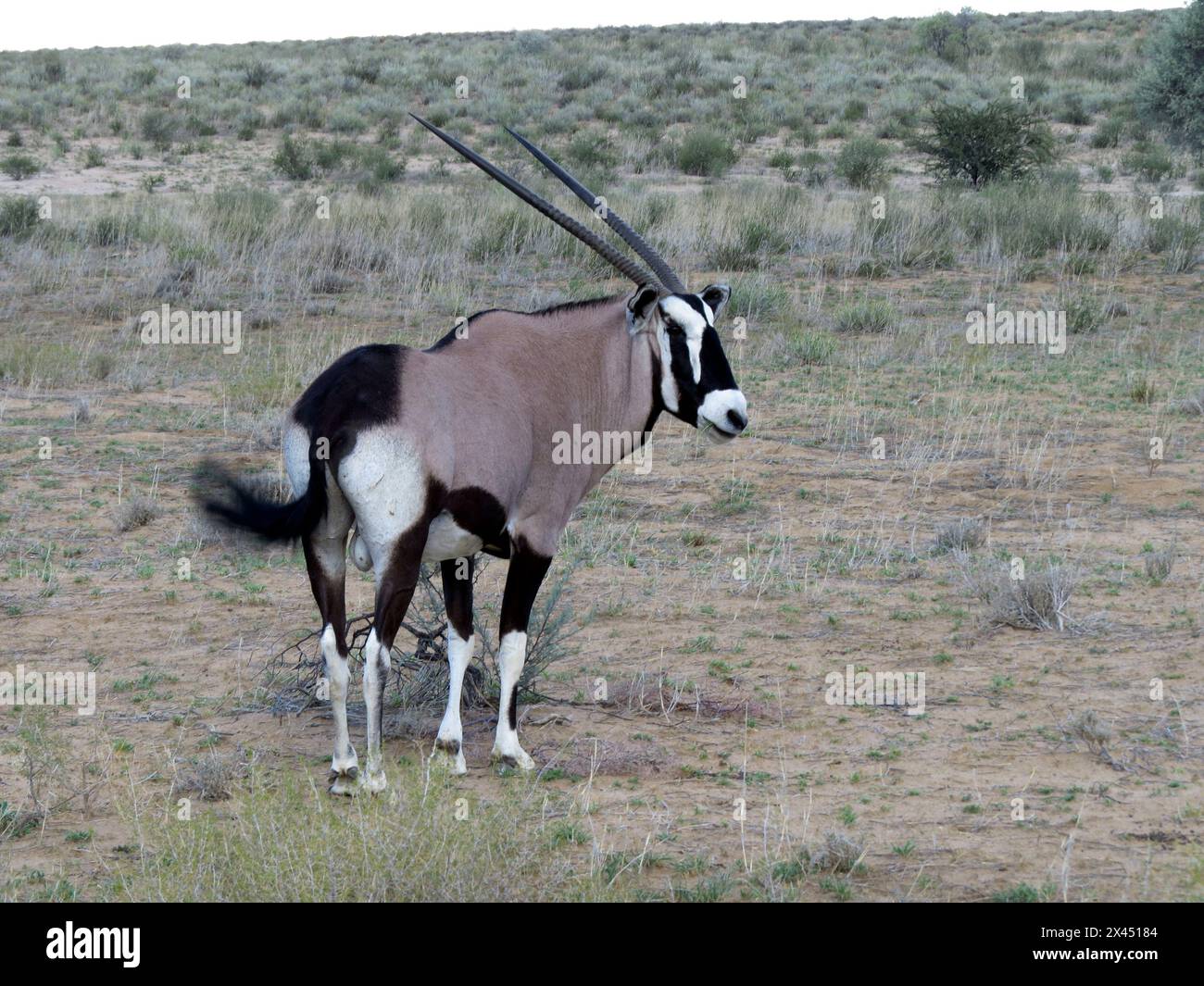 Gemsbok southern oryx hi-res stock photography and images - Alamy