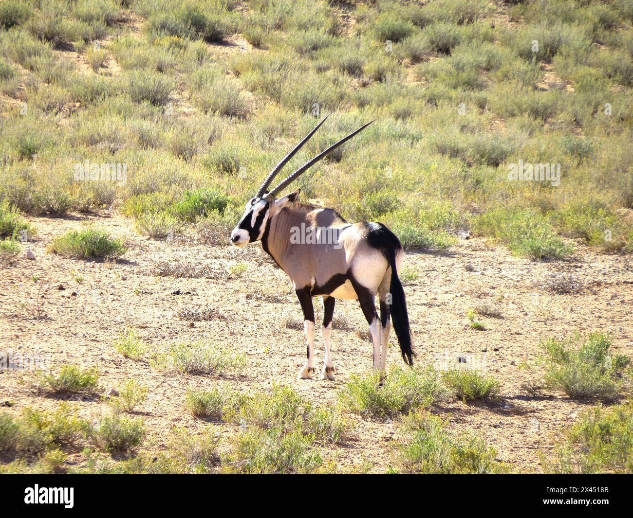 Gemsbok southern oryx hi-res stock photography and images - Alamy
