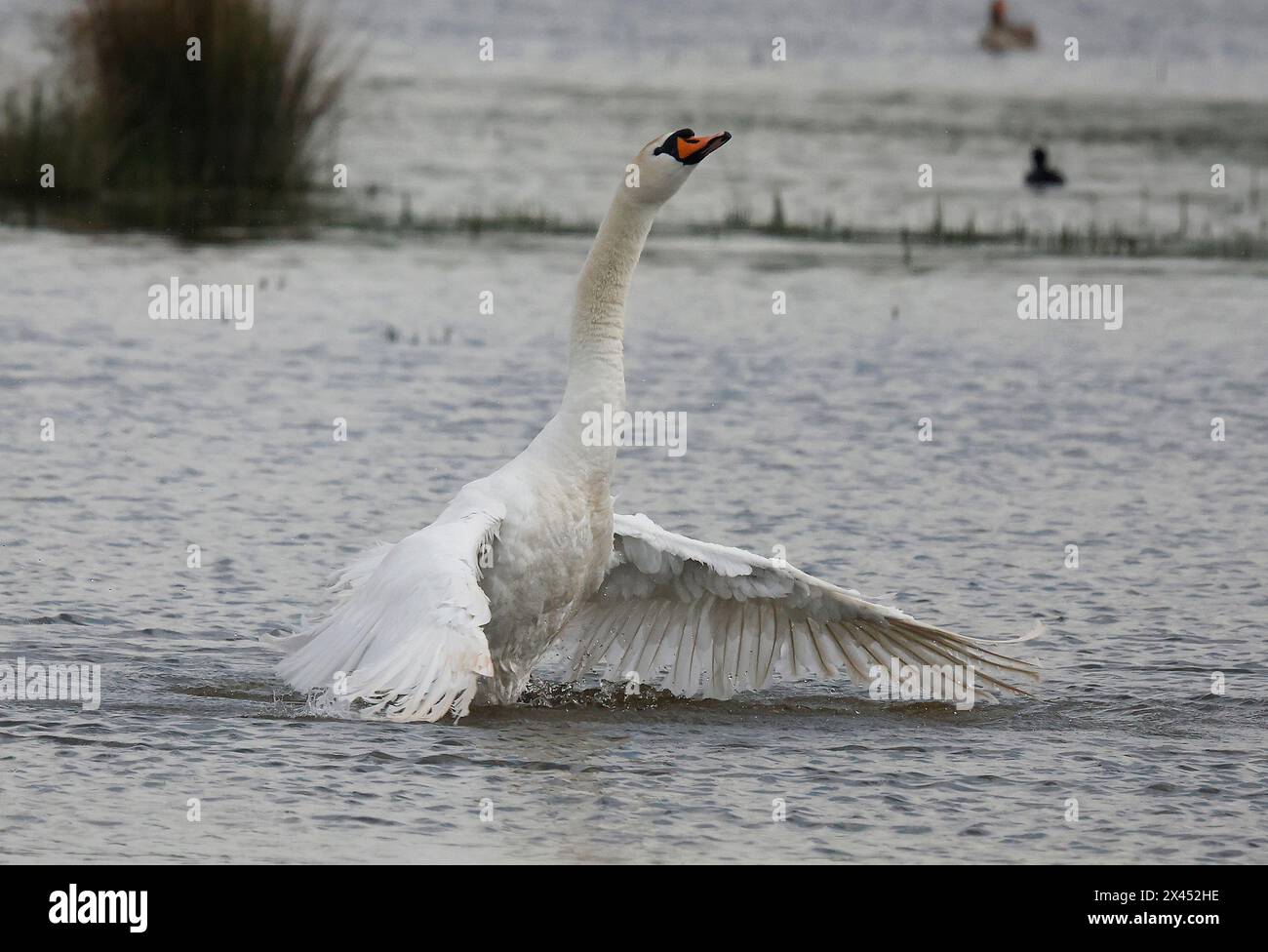 Purfleet Essex, UK. 30th Apr, 2024. Mute Swan in flight at RSPB Rainham ...