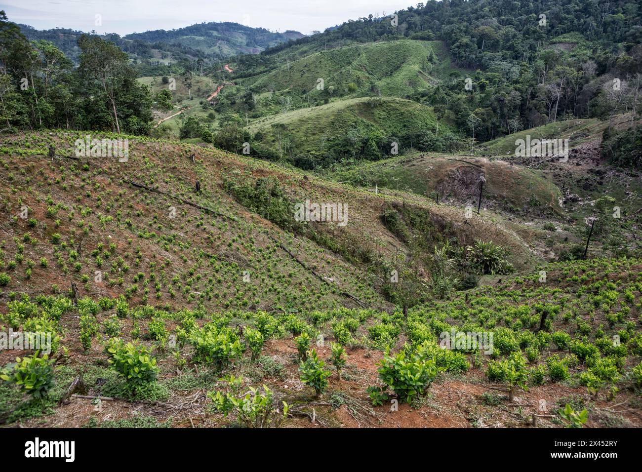 Cocaine, plantation of coca, Colombia, South America Stock Photo - Alamy