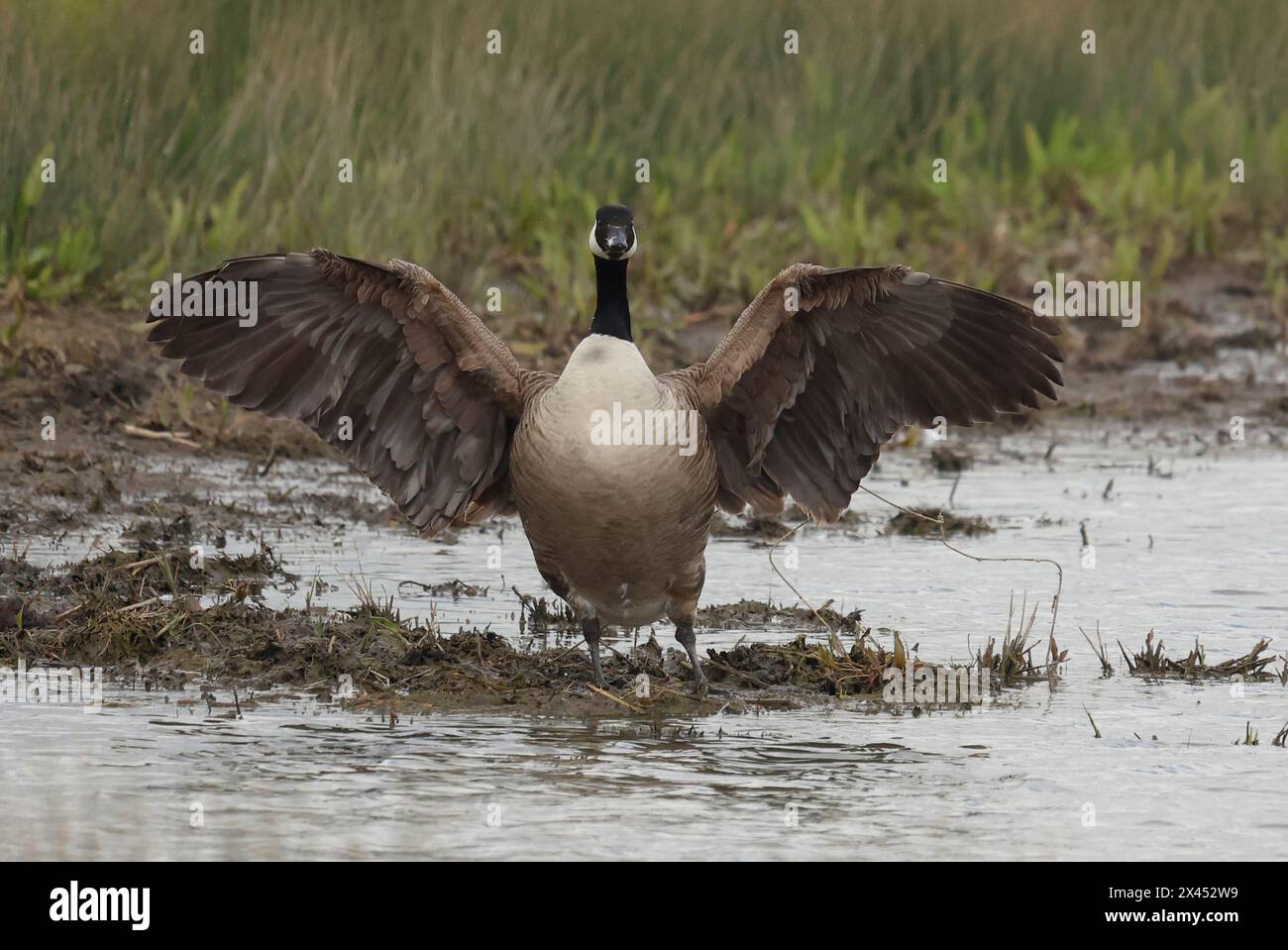 Canada Goose in flight at RSPB Rainham Marshes Nature Reserve ...