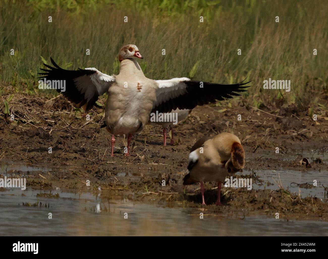 Egyptian Goose in water at RSPB Rainham Marshes Nature Reserve ...