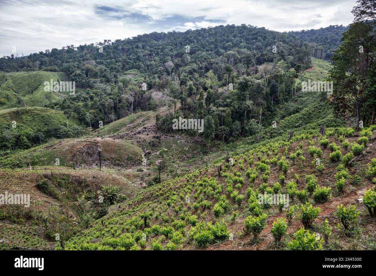 Cocaine, plantation of coca, Colombia, South America Stock Photo - Alamy