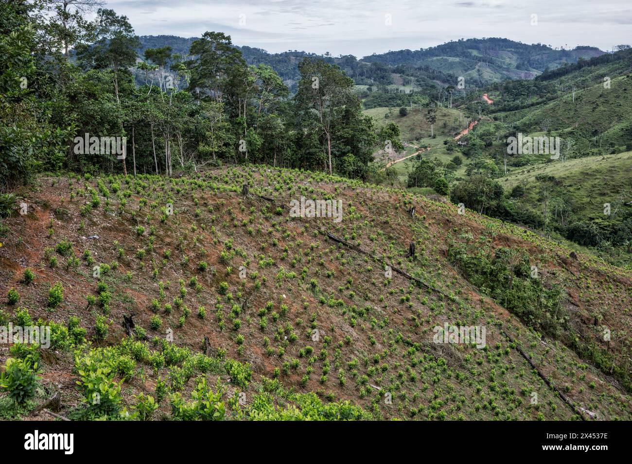 Cocaine, plantation of coca, Colombia, South America Stock Photo - Alamy