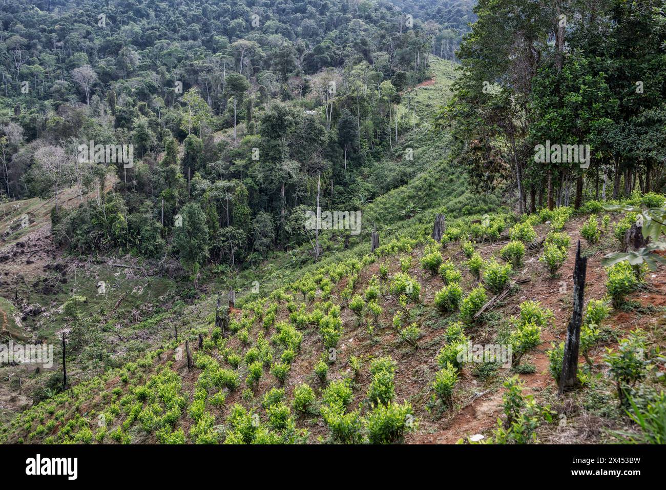Cocaine, plantation of coca, Colombia, South America Stock Photo - Alamy