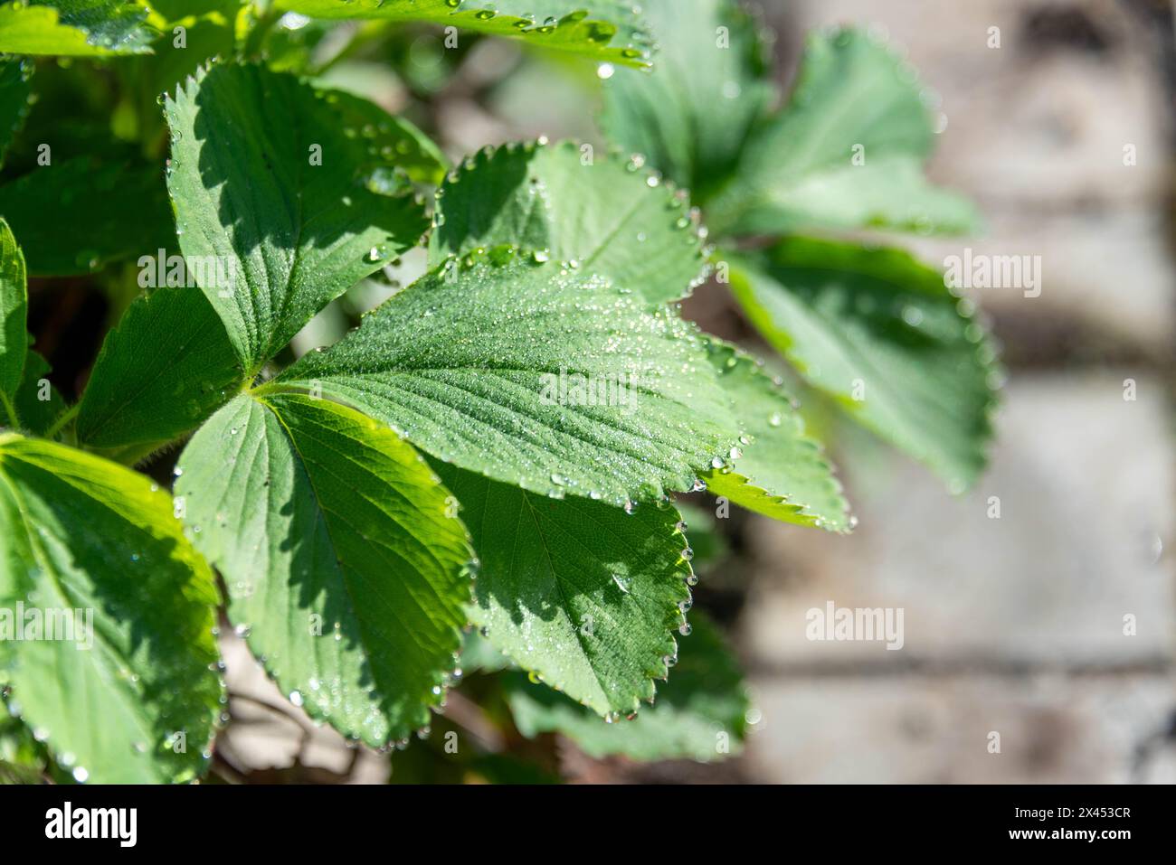 Green violet leaves with dew drops in sunlight. Garden flowers Stock ...