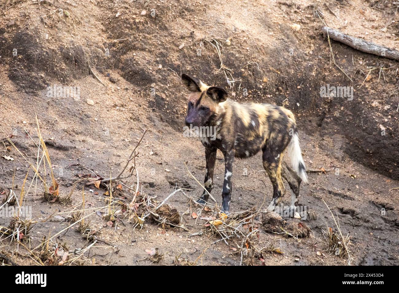 African wild dog, Lycaon pictus, in Kruger National Park, South African ...