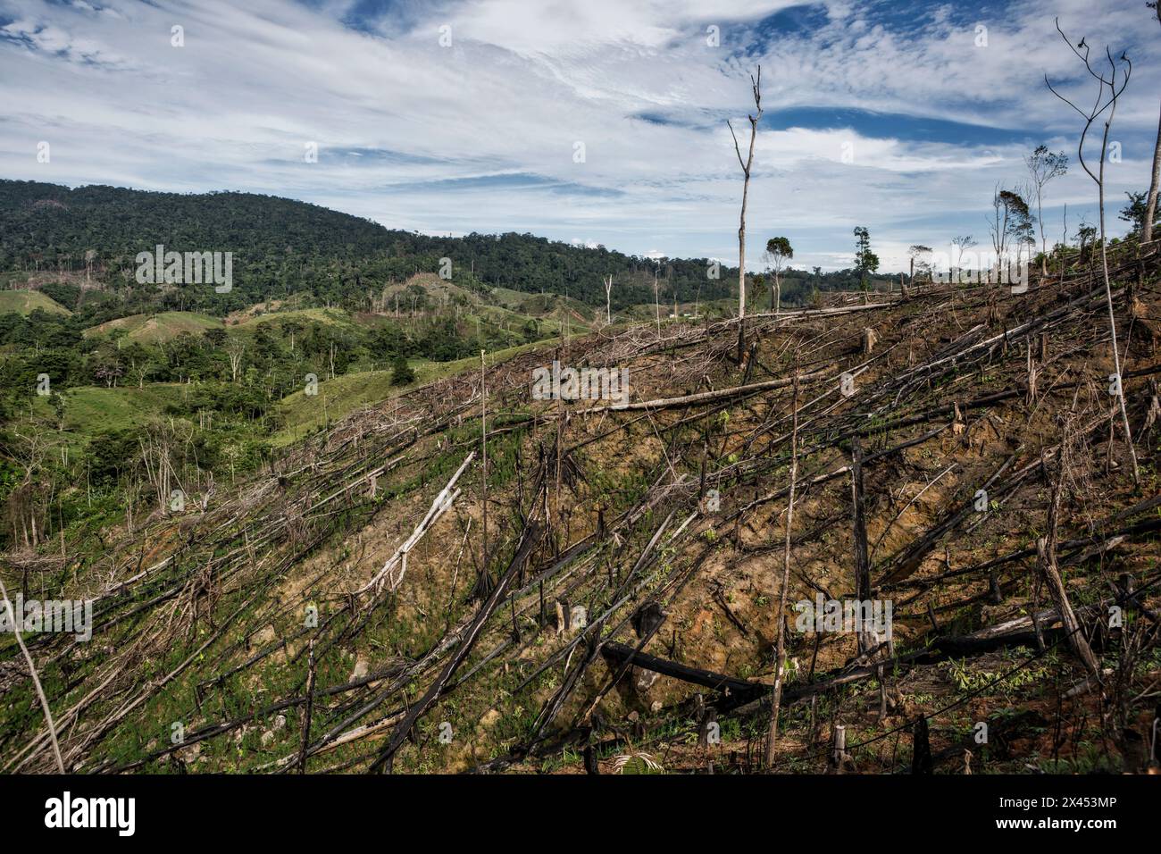 Cocaine, plantation of coca, Colombia, South America Stock Photo - Alamy
