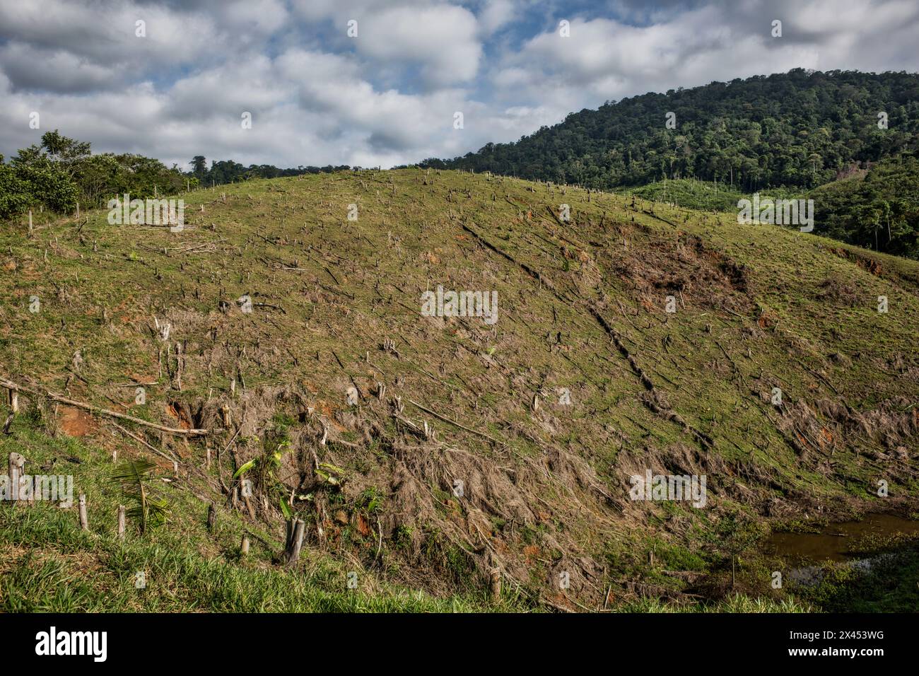 Cocaine, plantation of coca, Colombia, South America Stock Photo - Alamy