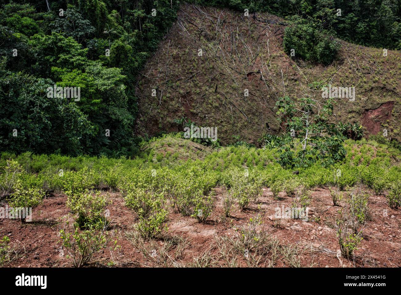 Cocaine, plantation of coca, Colombia, South America Stock Photo - Alamy
