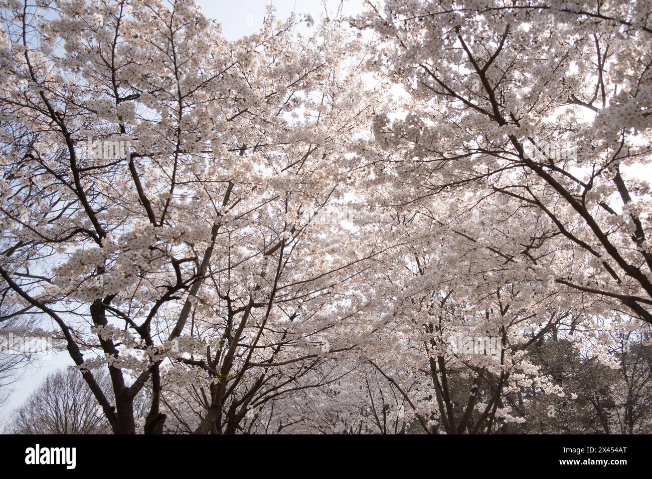 Cherry blossoms, or Beot-kkot, in spring in Korea Stock Photo - Alamy