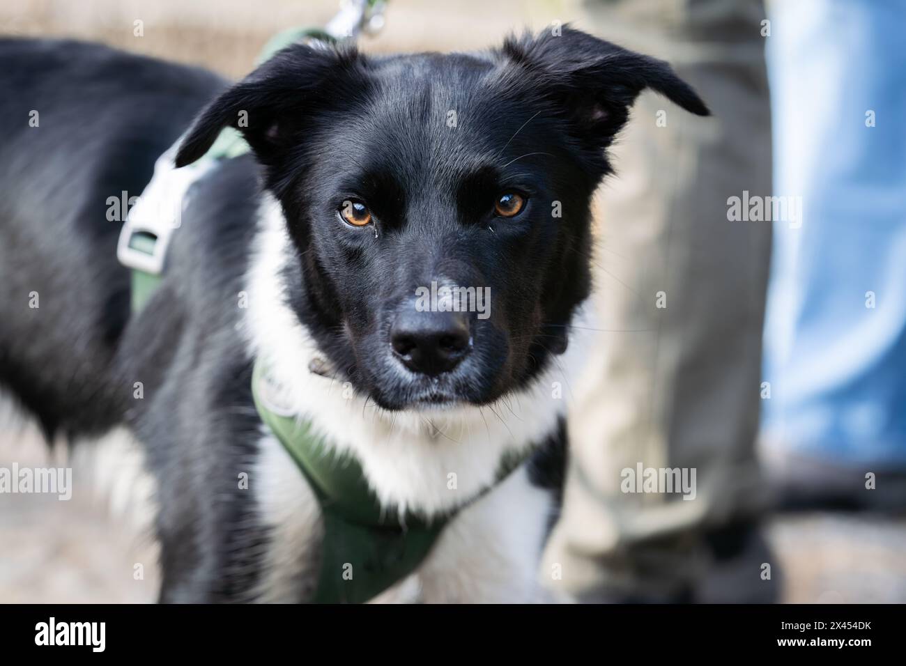Portrait of black and white McNab Shepherd. The McNab Dog, also called ...