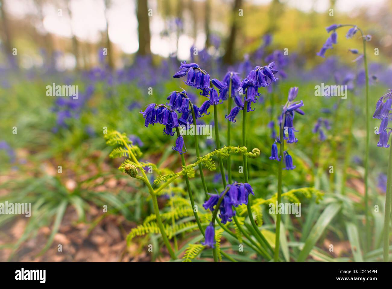 Bluebells and fern plants in woodland outside Henley, Oxfordshire Stock ...