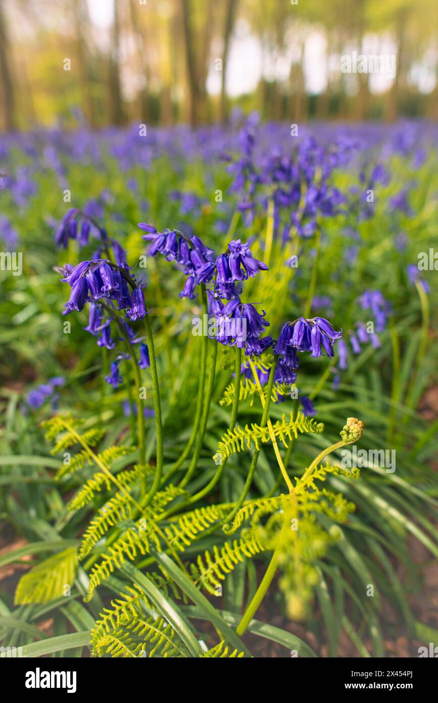 Close up bluebells and new growth on a fern plant in woodland outside ...