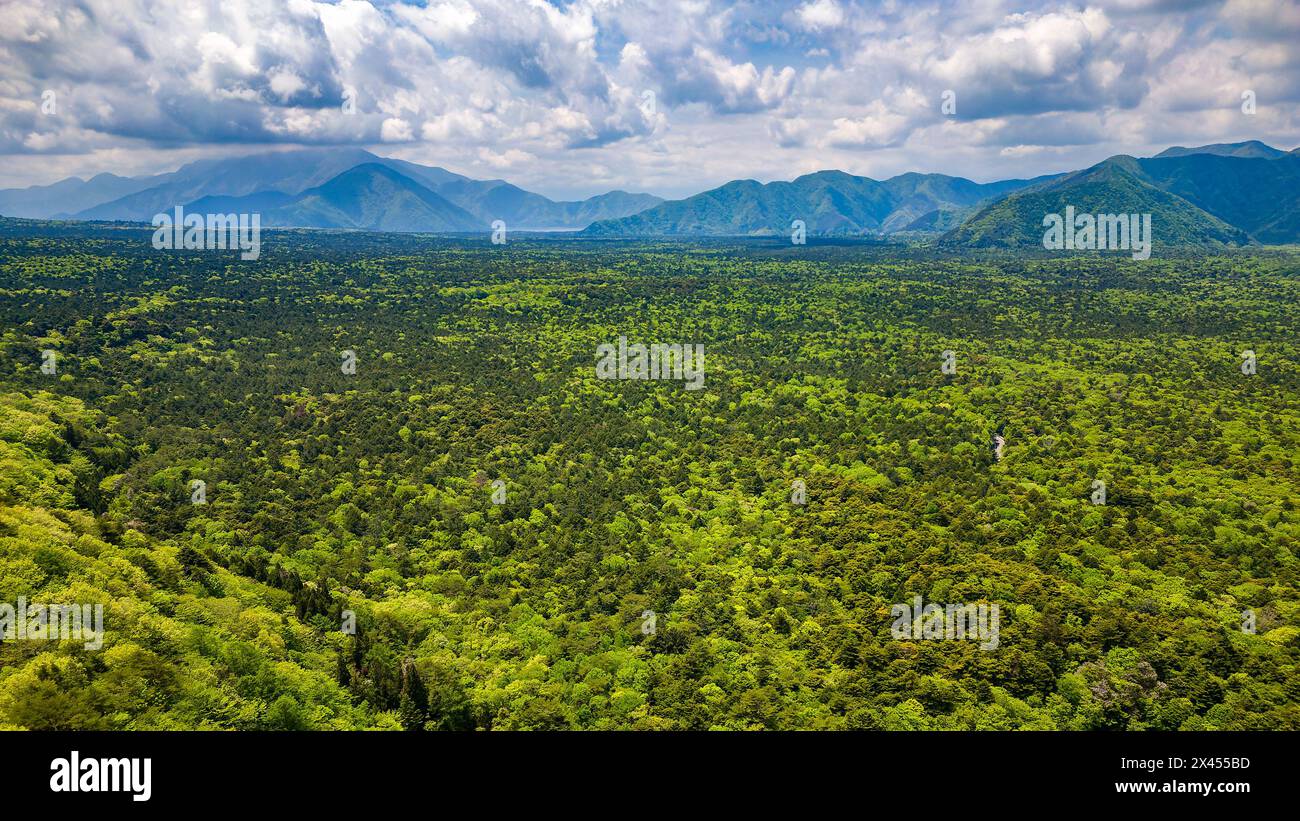 Aerial view of a huge, unbroken forest and distant mountains ...