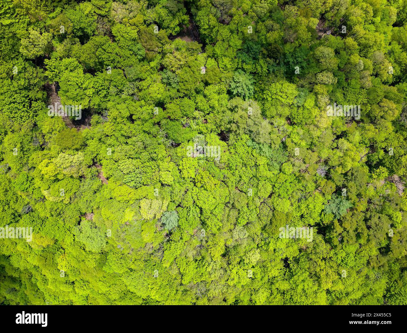 Top down aerial view of a lush,green forest in a mountainous area Stock ...