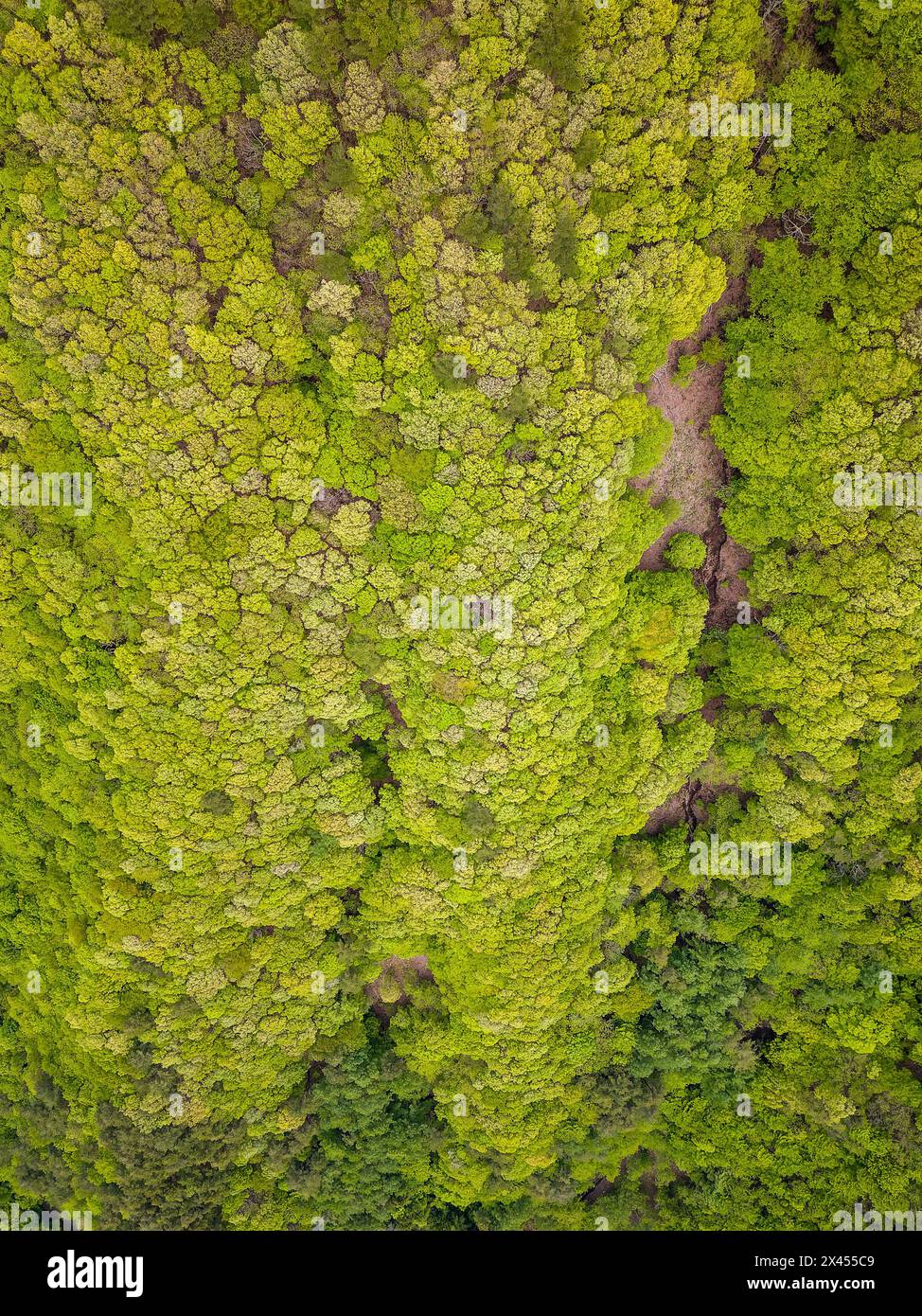 Top down aerial view of a lush,green forest in a mountainous area Stock ...