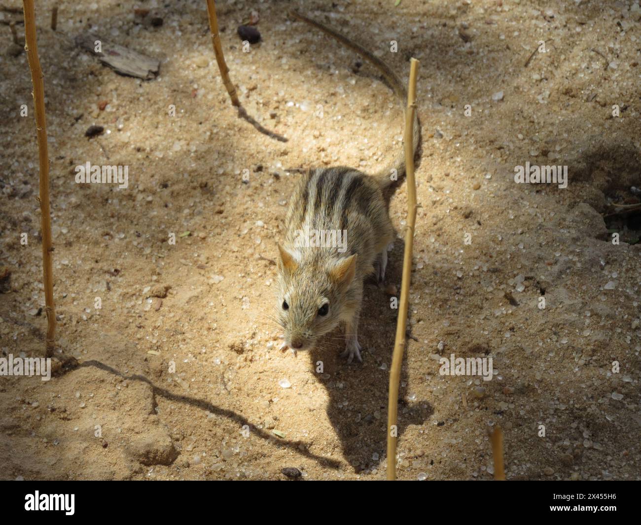 Striped field mouse hi-res stock photography and images - Alamy