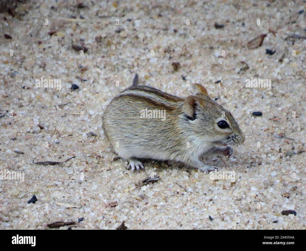 African striped mouse hi-res stock photography and images - Alamy