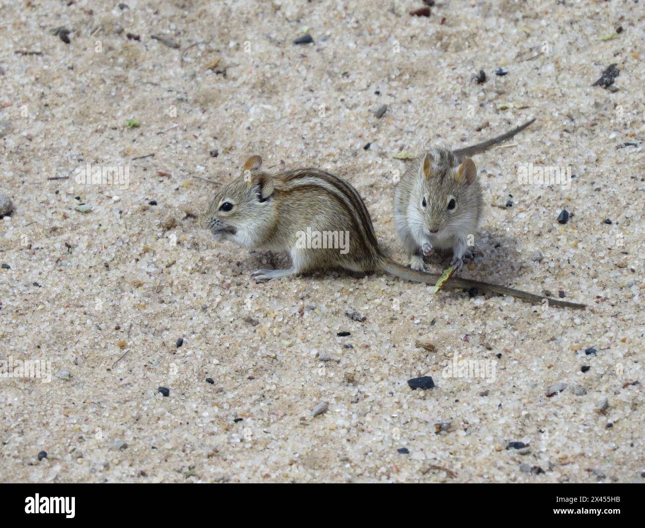 African striped mouse hi-res stock photography and images - Alamy