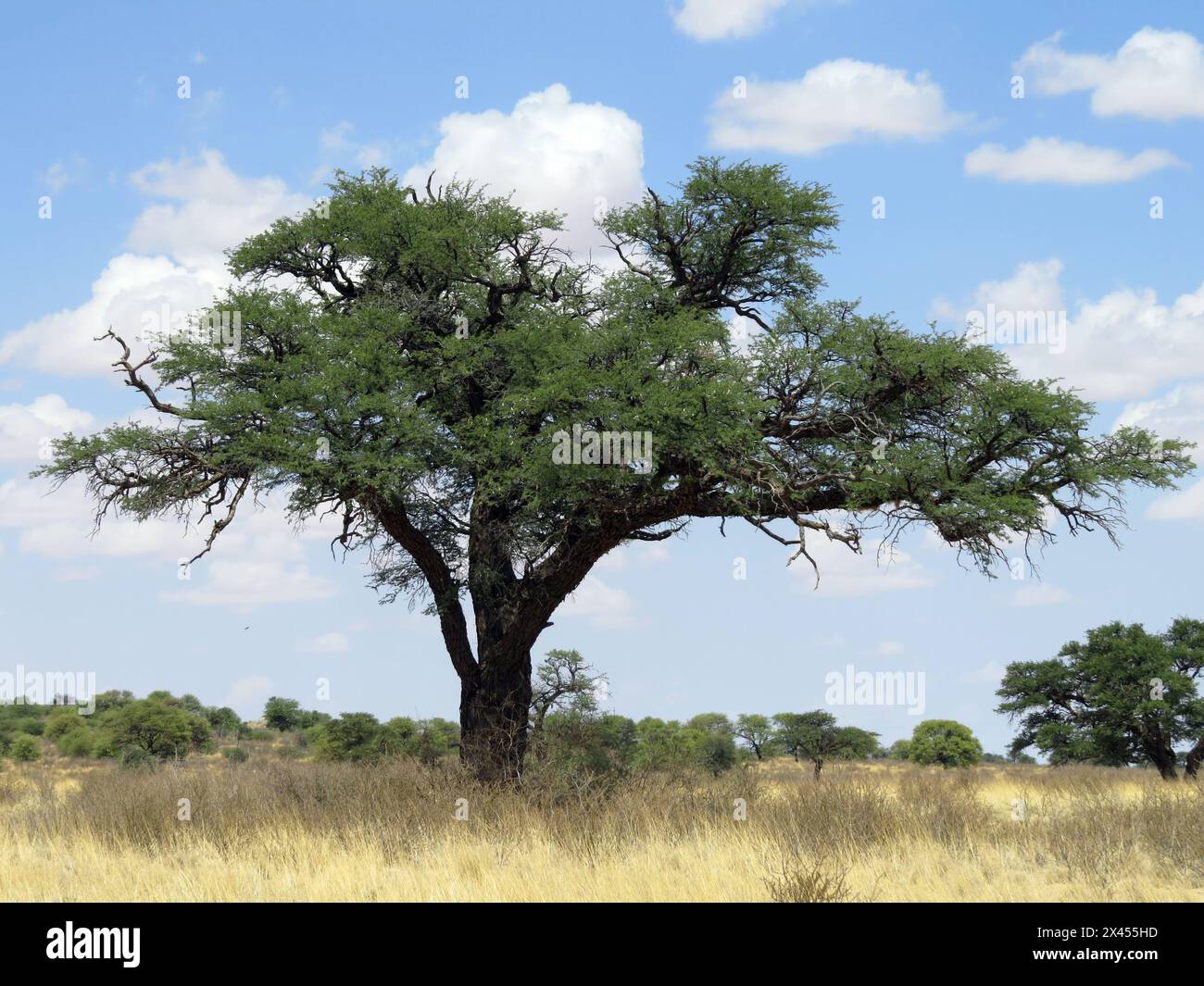 Africa camelthorn hi-res stock photography and images - Alamy