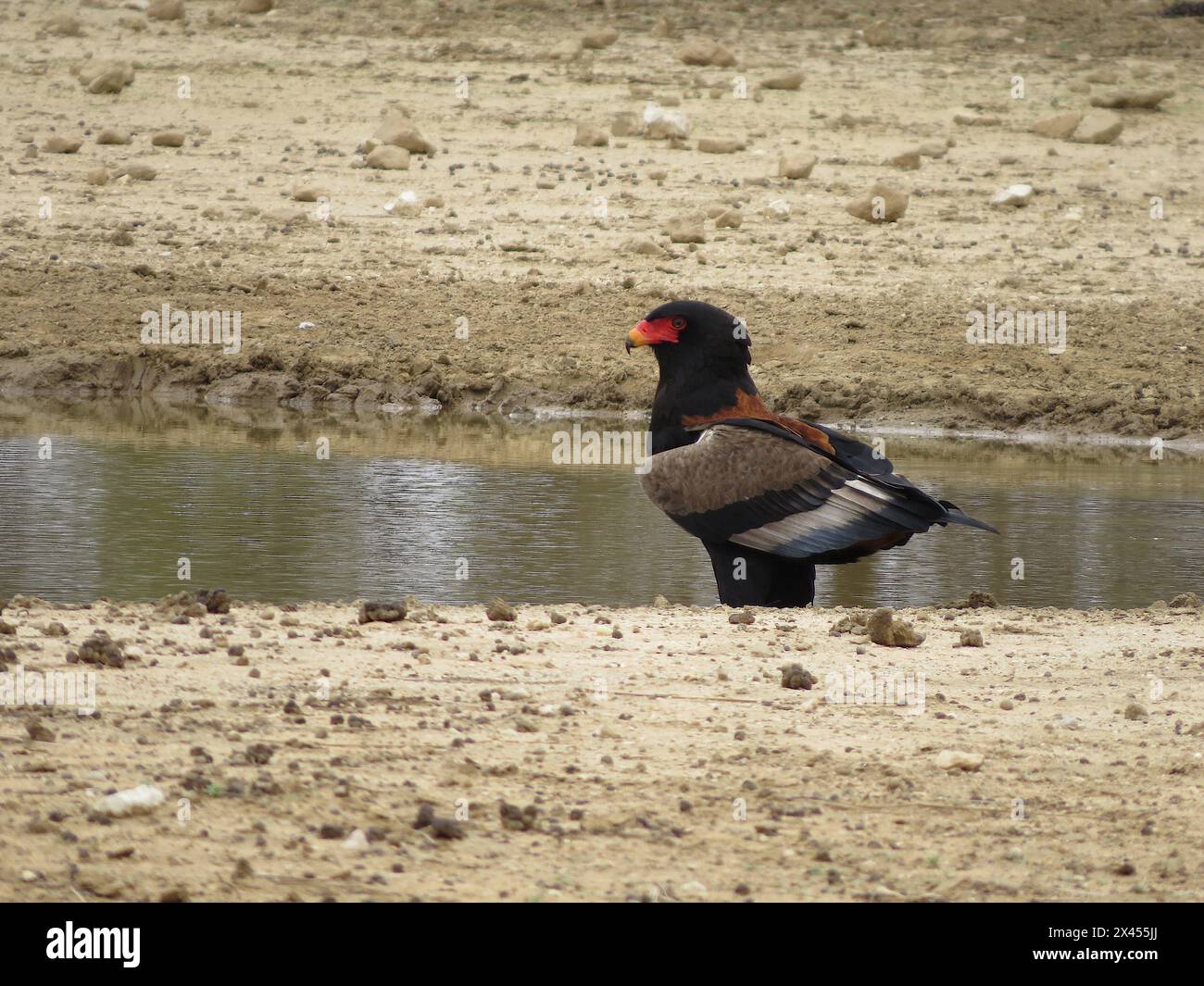 Kalahari birds hi-res stock photography and images - Alamy