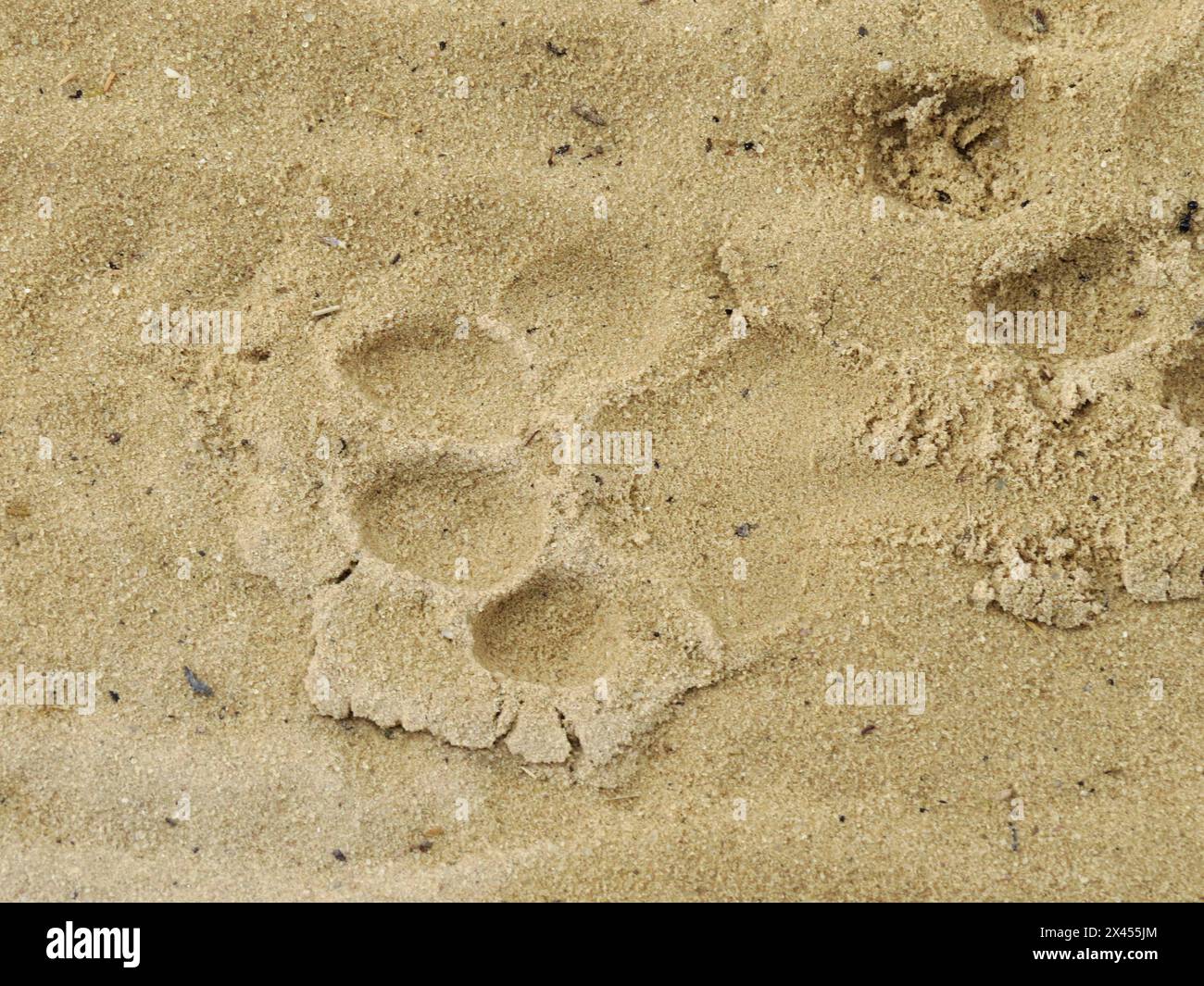 Spoor hi-res stock photography and images - Alamy