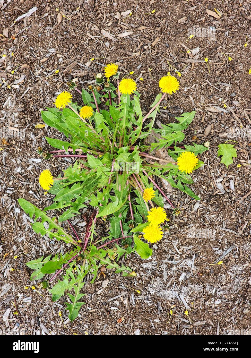 Dandelion, Taraxacum Colonizing, early Spring, Scarsdale, New York, USA ...