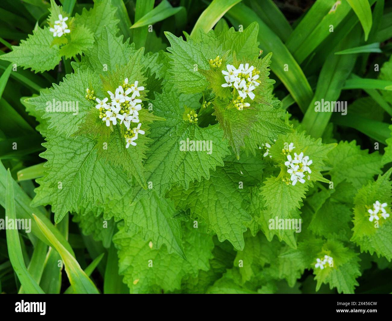 Garlic Mustard (Alliaria petiolata) Invasive plant into the USA ...