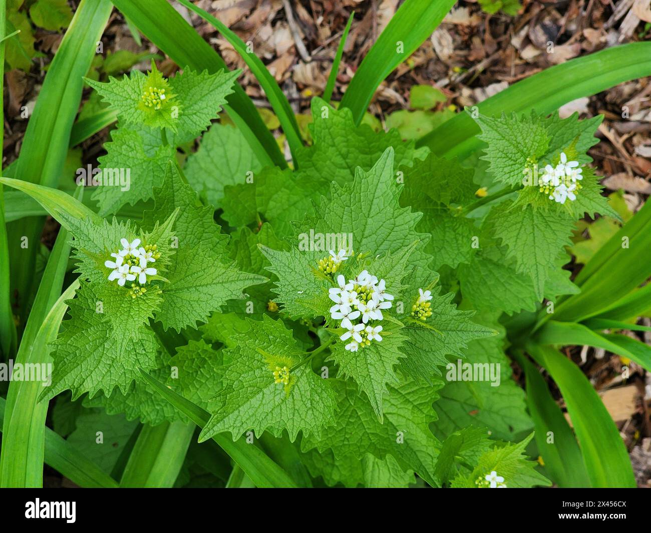 Garlic Mustard (Alliaria petiolata) Invasive plant into the USA ...