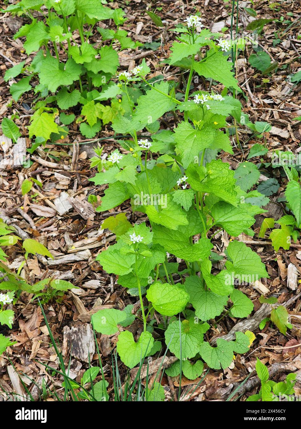 Garlic Mustard (Alliaria petiolata) Invasive plant into the USA ...