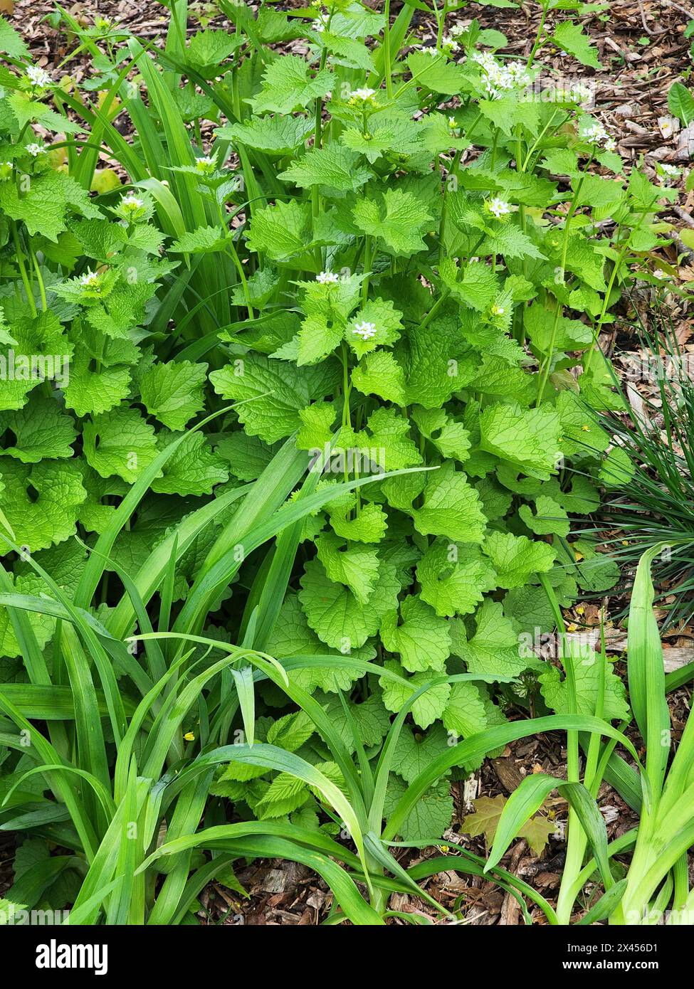Garlic Mustard (Alliaria petiolata) Invasive plant into the USA ...