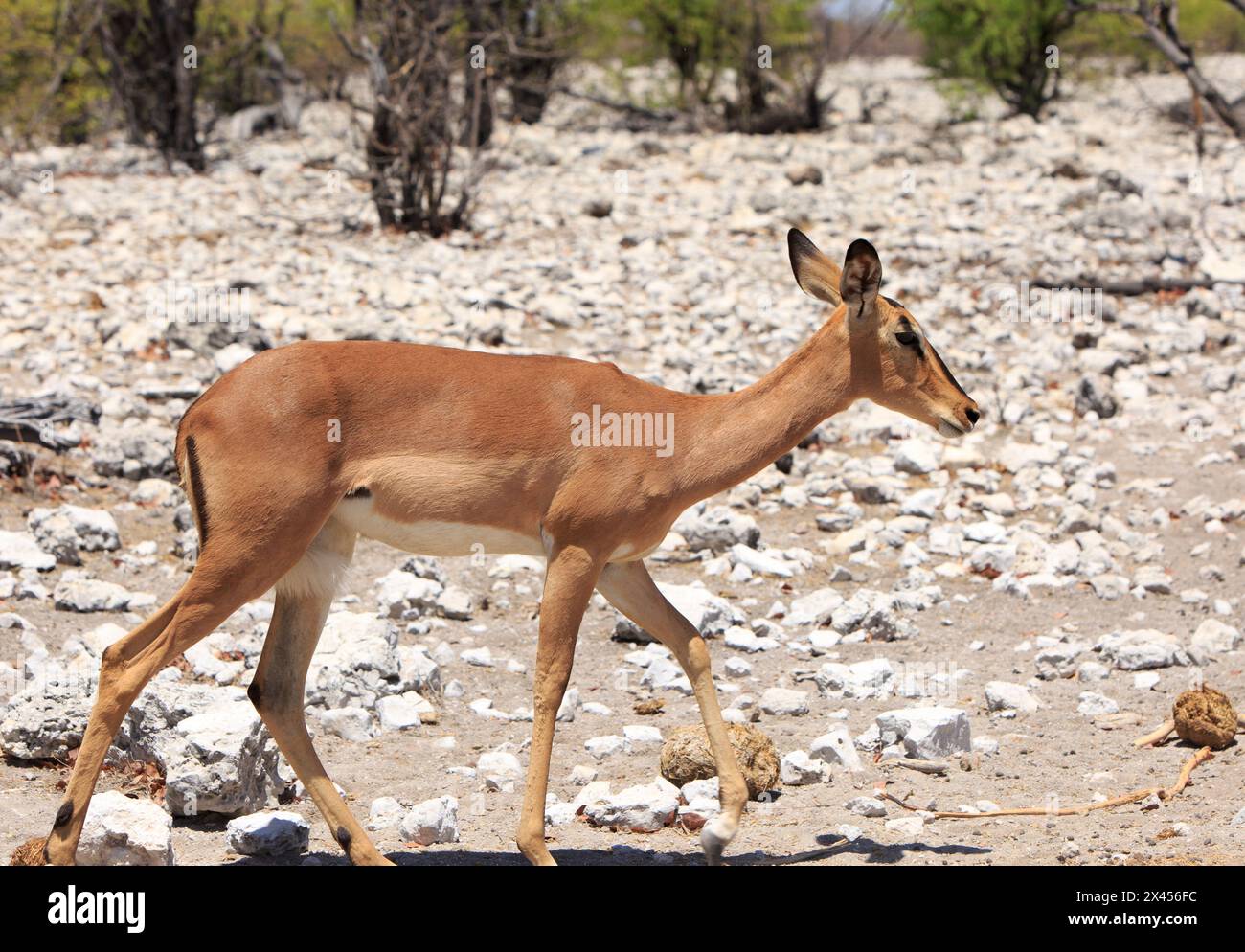 Side profile of a Black-faced Impala walking across the rocky ground in ...