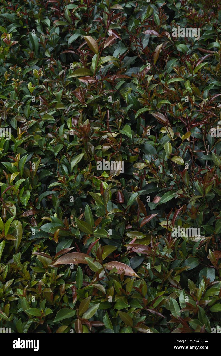 Nature Textures Unveiled: A Collection of Authentic Textures, From the ...