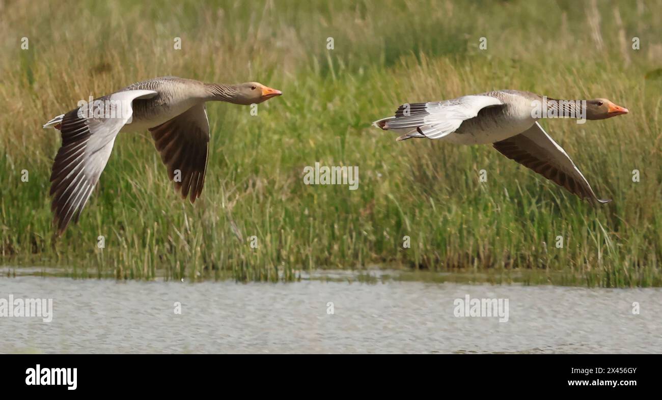 Greylag Goose in flight at RSPB Rainham Marshes Nature Reserve ...