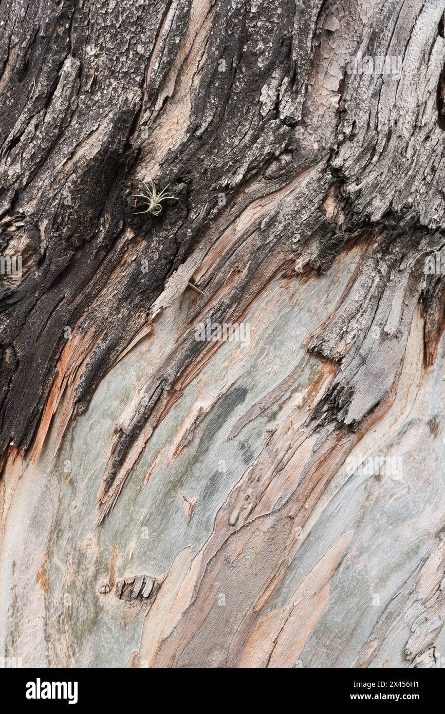 Nature Textures Unveiled: A Collection of Authentic Textures, From the ...