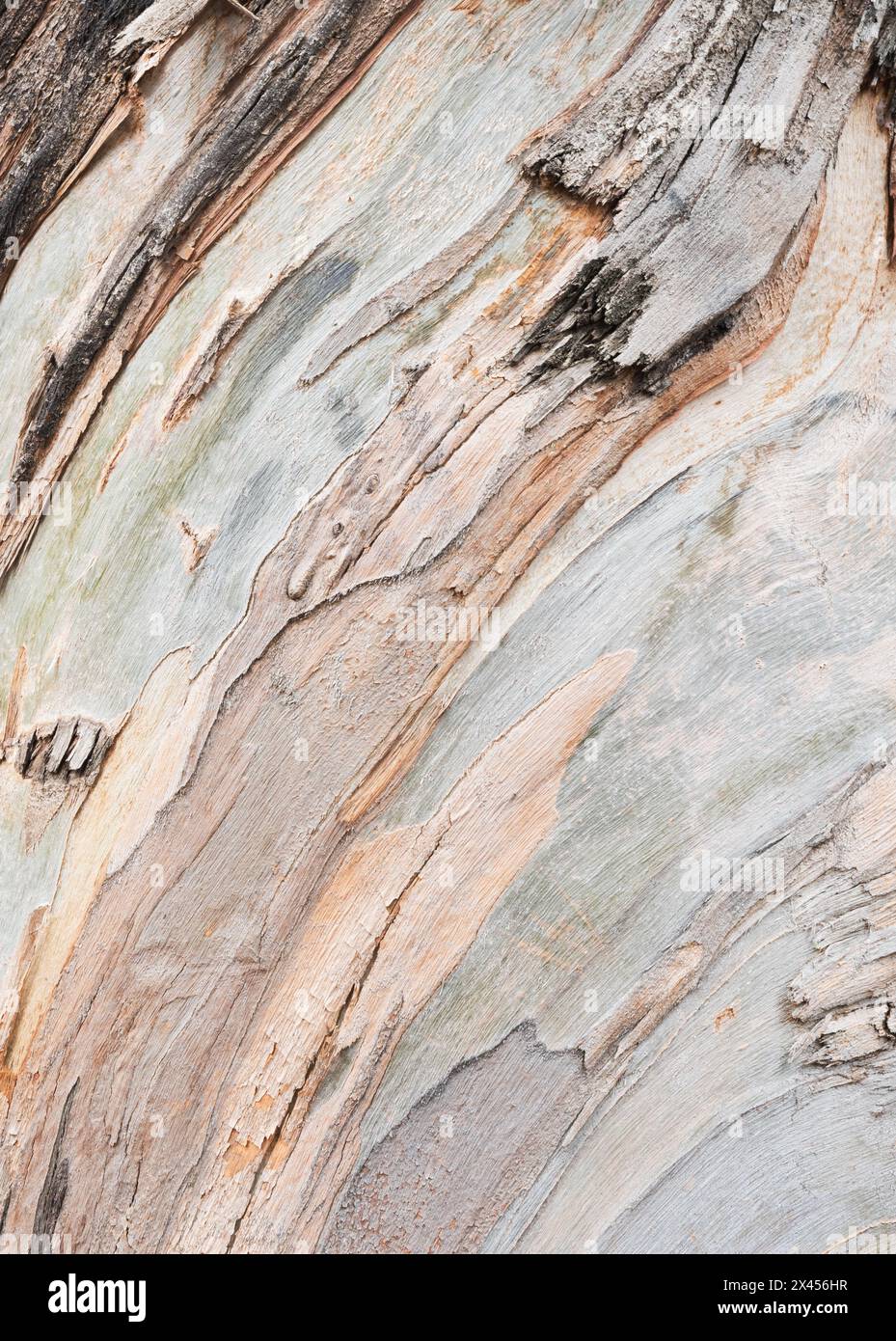 Nature Textures Unveiled: A Collection of Authentic Textures, From the ...