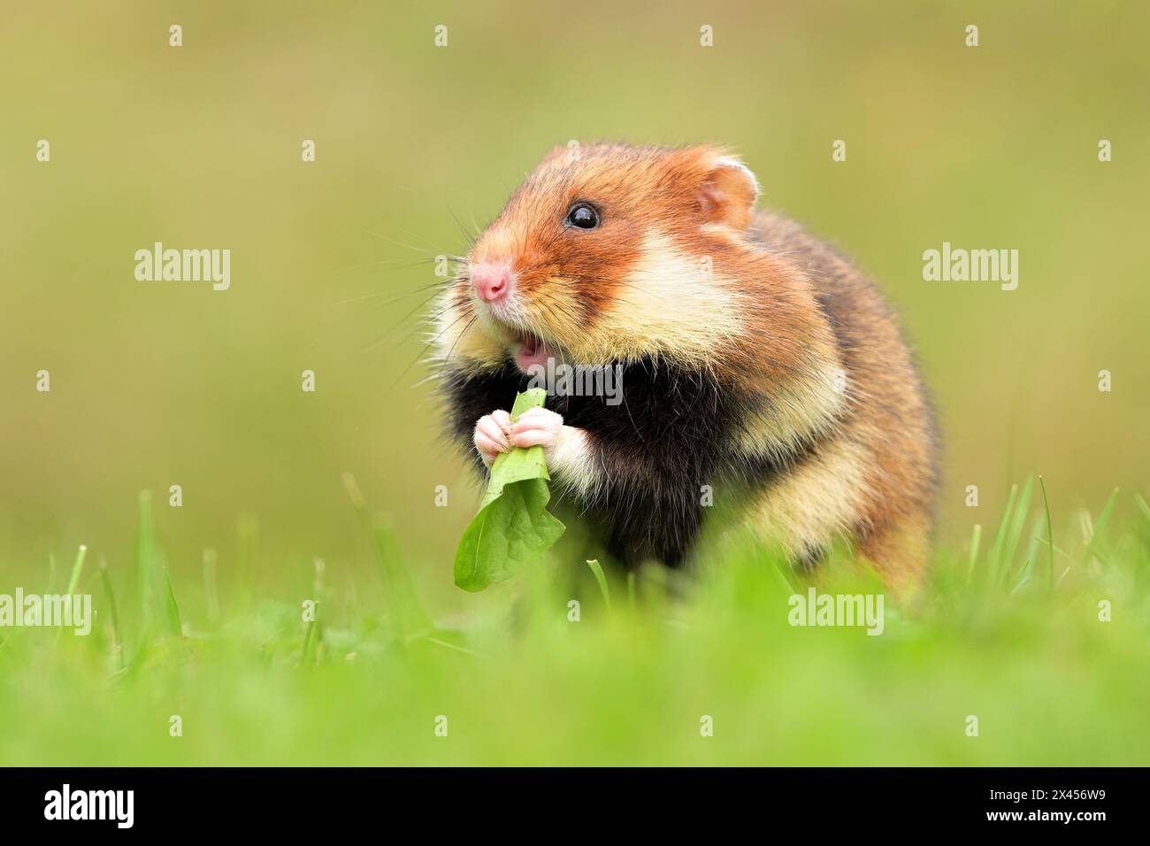 Cricetus cricetus European hamster rodent eurasian black-bellied common ...