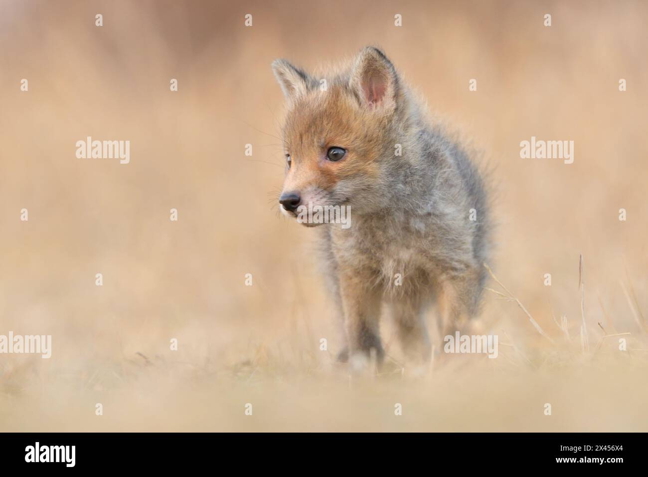 Red fox Vulpes vulpes young puppy cub canine beast forest meadows life ...