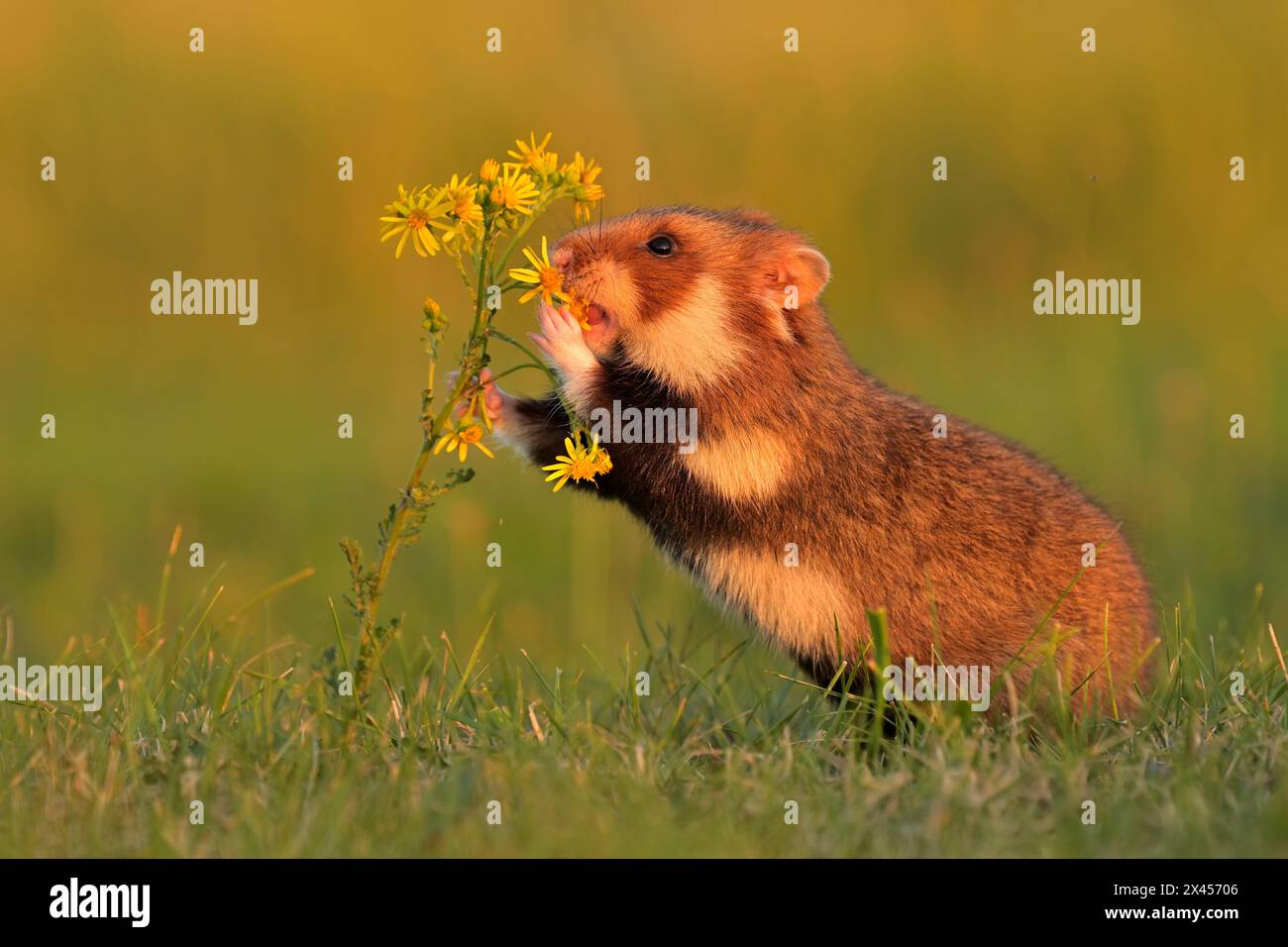 European hamster Cricetus cricetus rodent eurasian black-bellied common ...