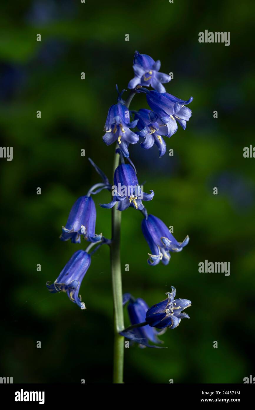 Watford, UK. 30 April 2024. UK Weather: Native bluebells (Hyacinthoides ...