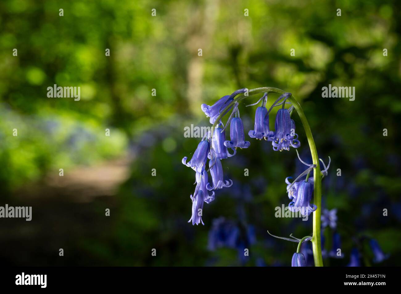 Watford, UK. 30 April 2024. UK Weather: Native bluebells (Hyacinthoides ...