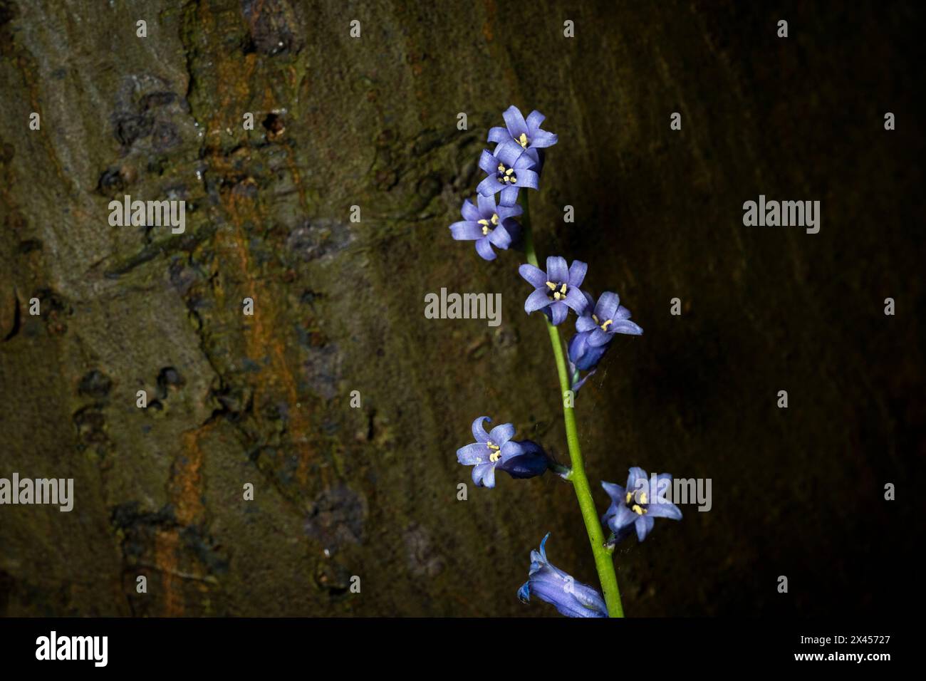 Watford, UK. 30 April 2024. UK Weather: Native bluebells (Hyacinthoides ...