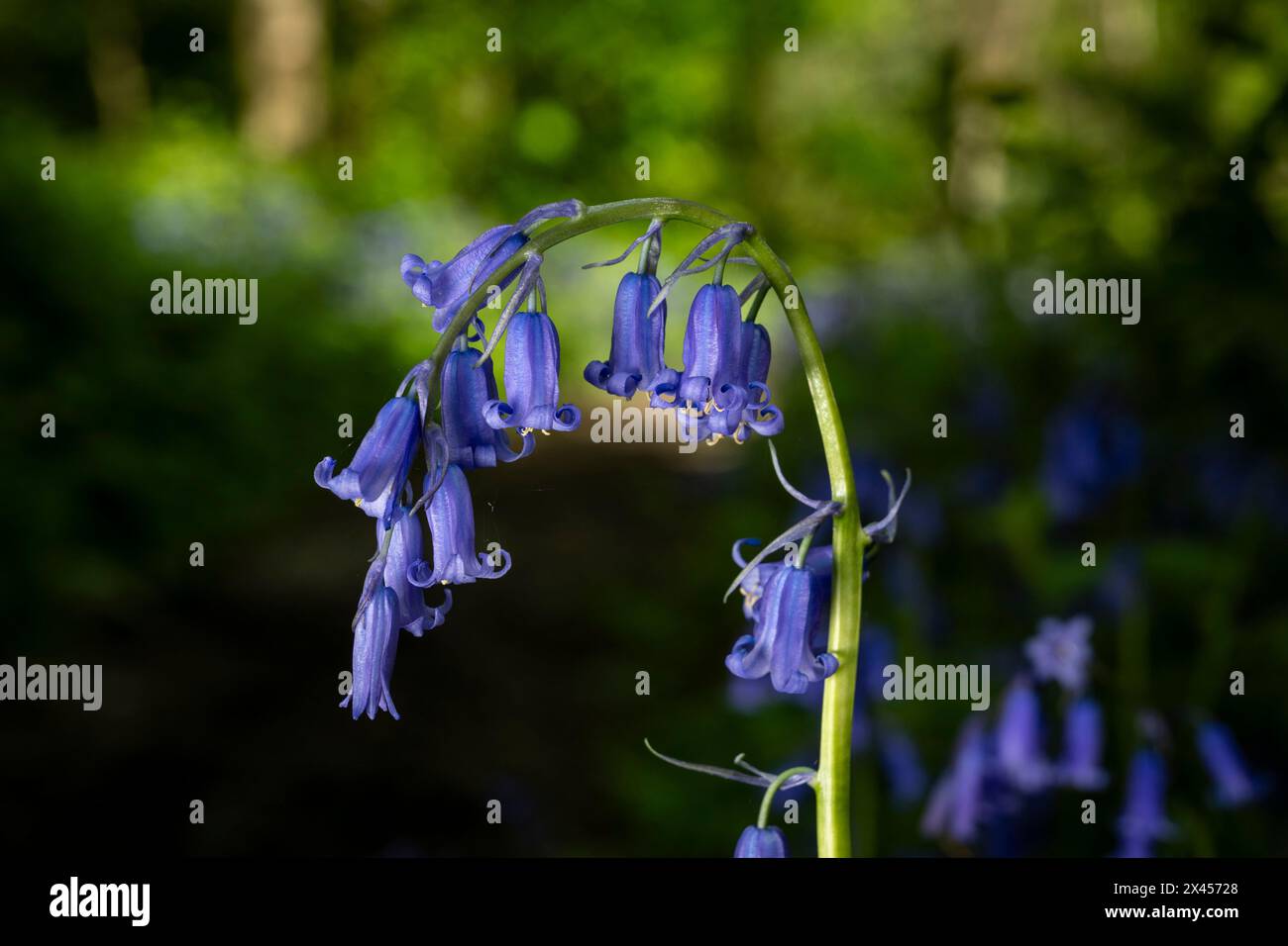 Watford, UK. 30 April 2024. UK Weather: Native bluebells (Hyacinthoides ...