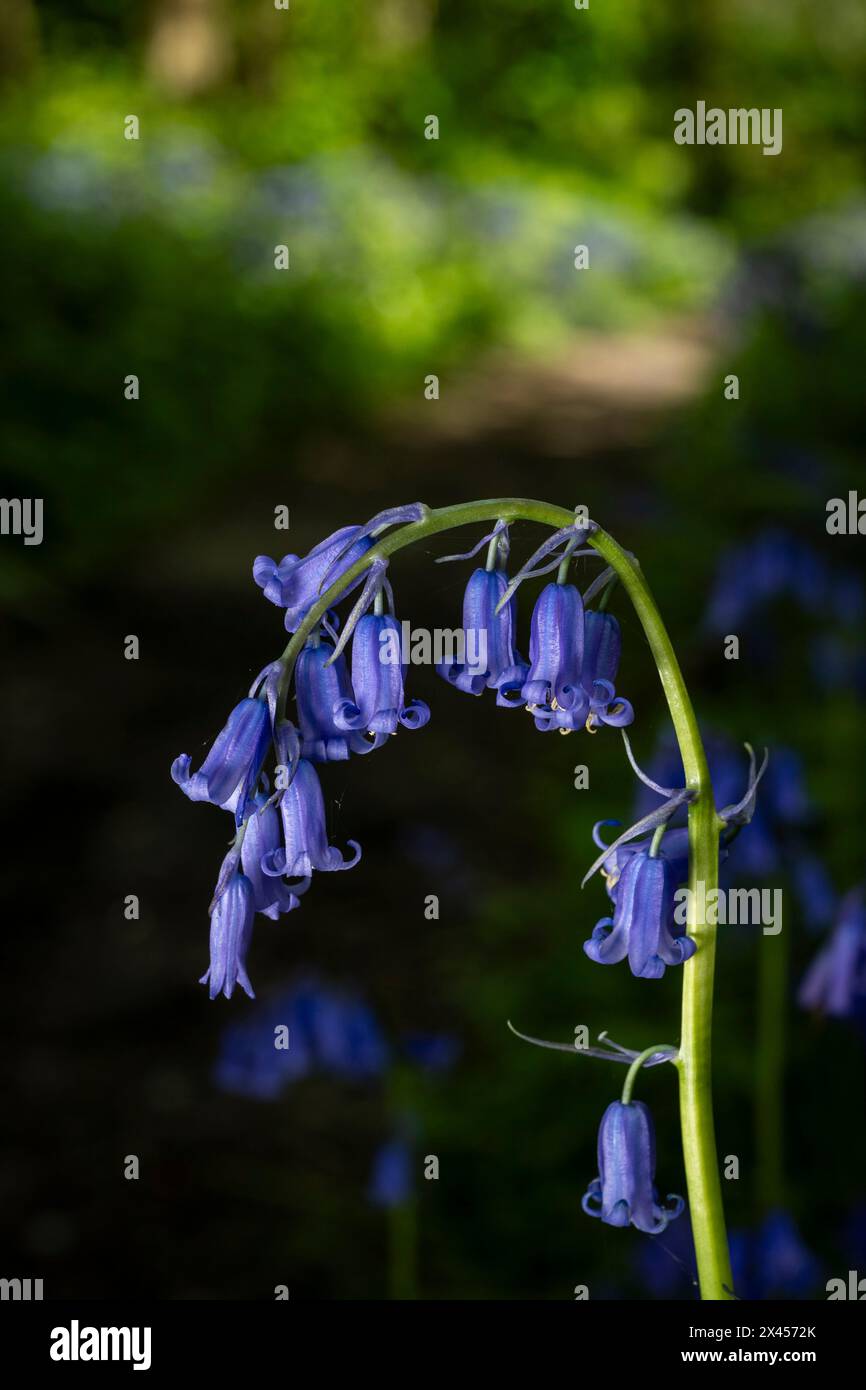 Watford, UK. 30 April 2024. UK Weather: Native bluebells (Hyacinthoides ...