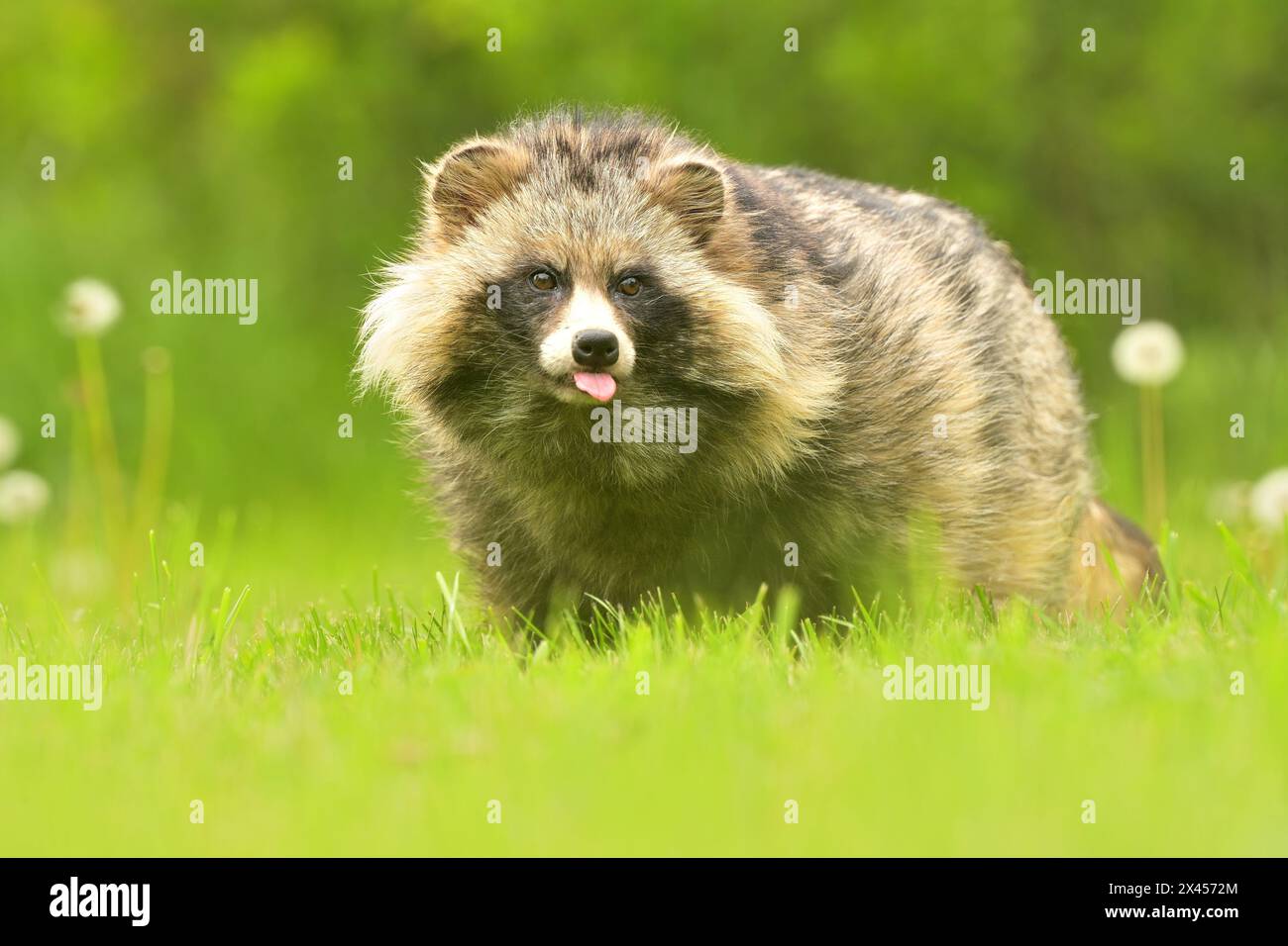 Common raccoon dog Nyctereutes procyonoides meadow Chinese Asian field ...