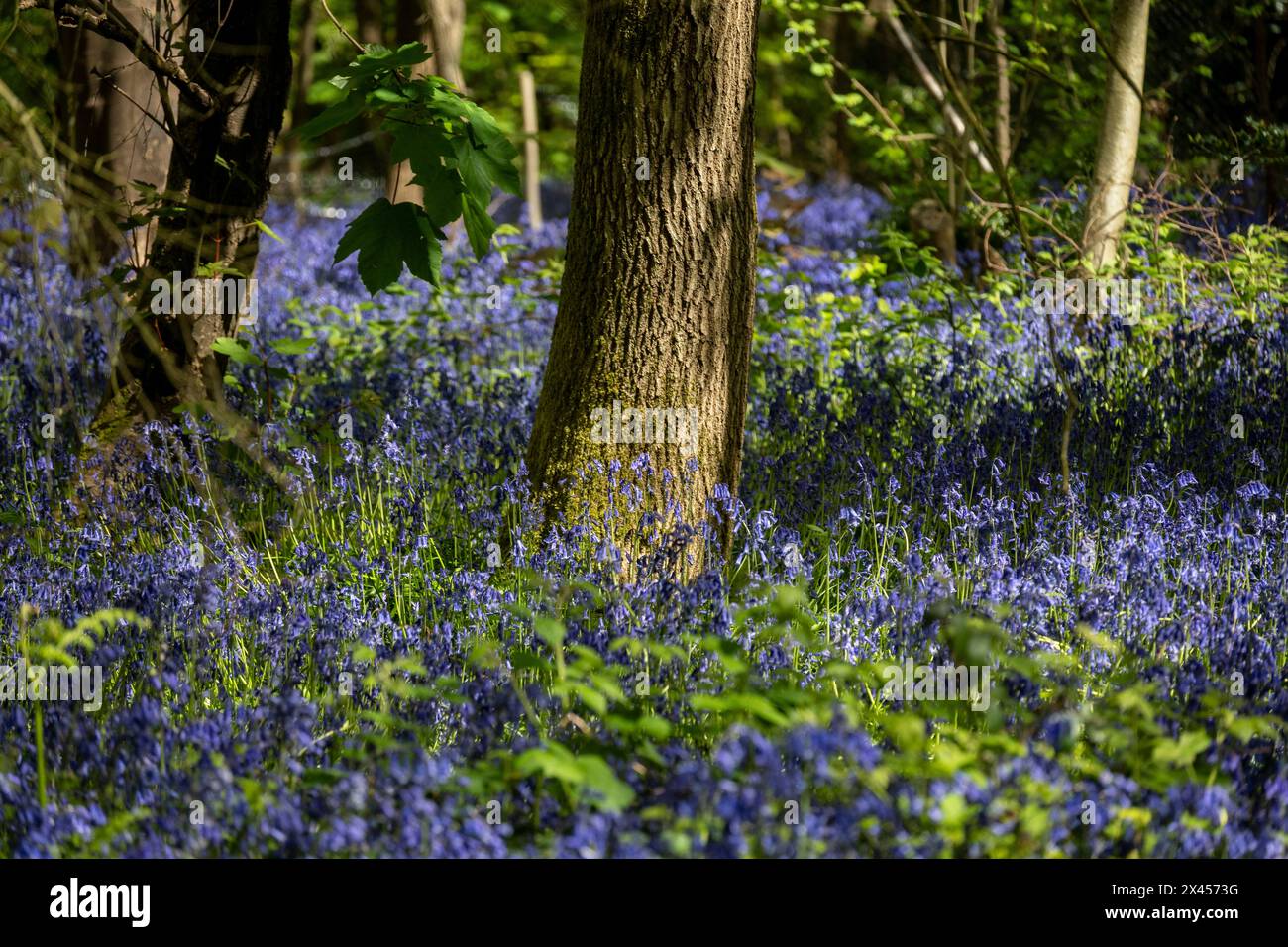 Watford, UK. 30 April 2024. UK Weather: Native bluebells (Hyacinthoides ...