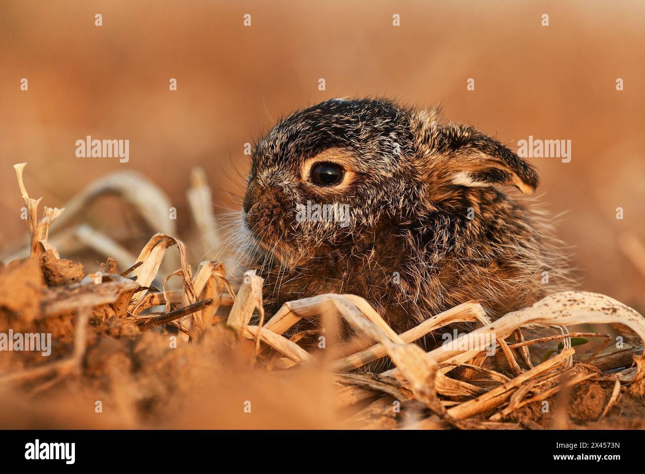 European hare cute darling young Lepus europaeus brown field meadow ...