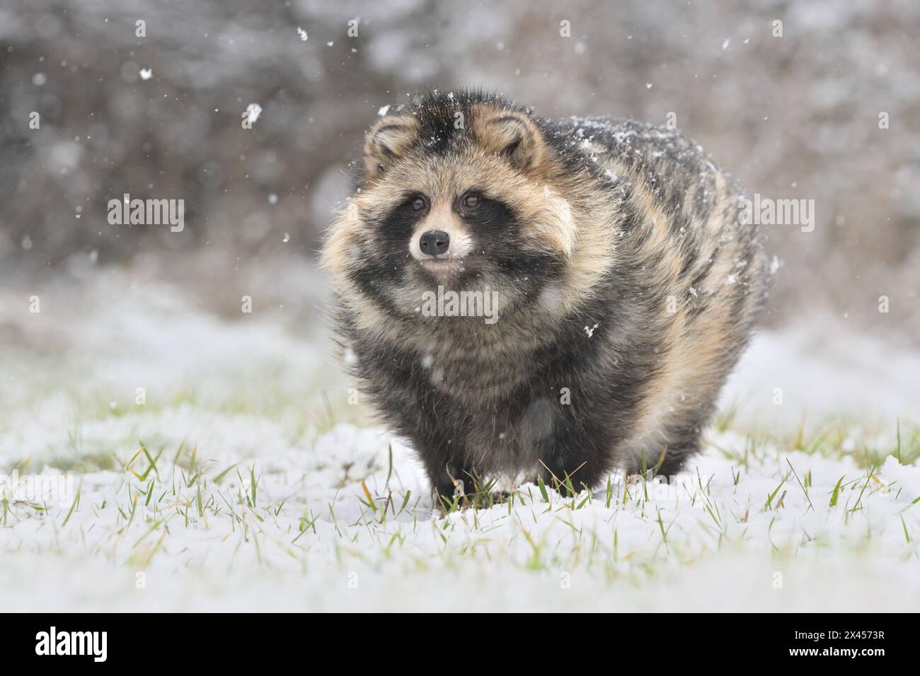 Raccoon dog common winter snow Nyctereutes procyonoides meadow Chinese ...